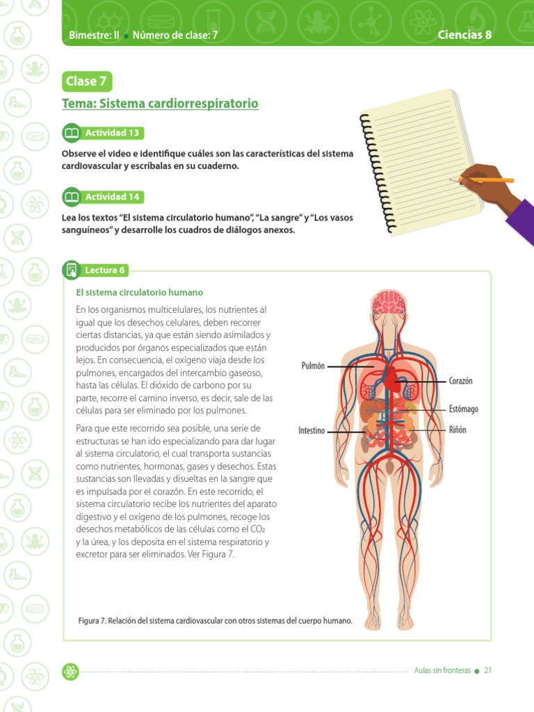 Taller sistema circulatorio.pdf | Sangre | Vena
