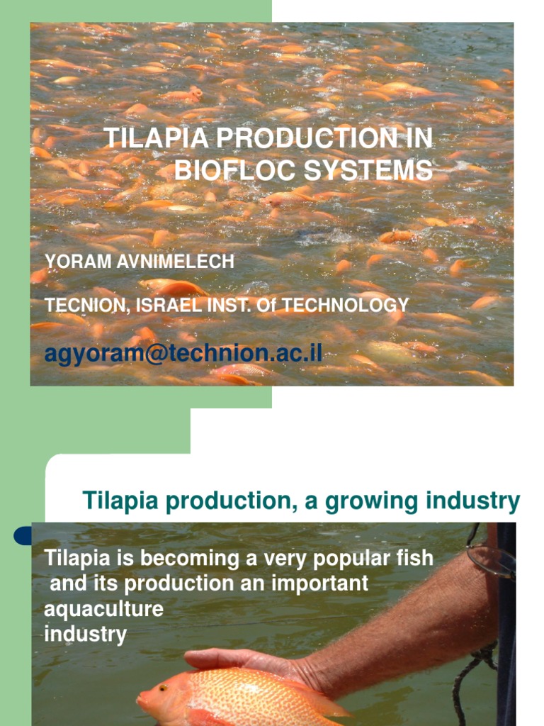 Tilapia BioFloc PDF | PDF | Fish | Water
