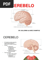 Lobulo de La Insula | PDF | Corteza Insular | Lóbulo temporal
