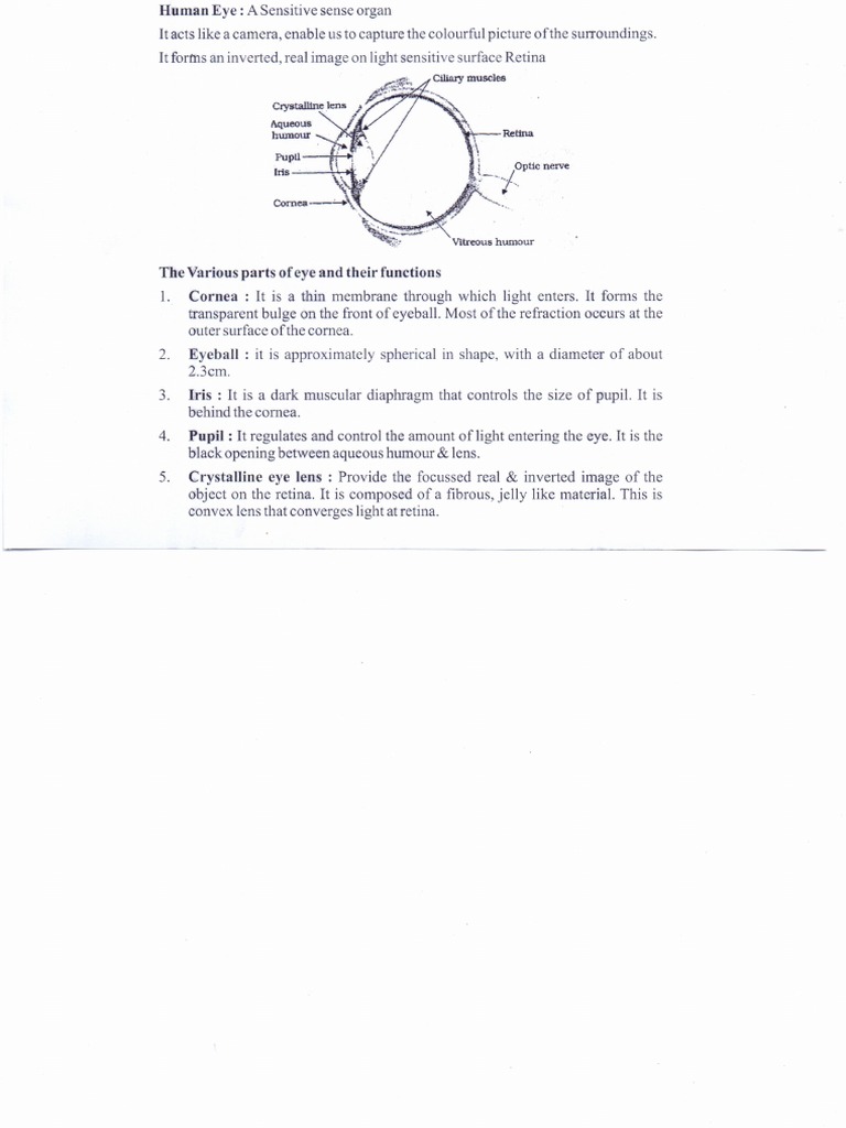 Crystalline Lens in Human Eye Function | PDF
