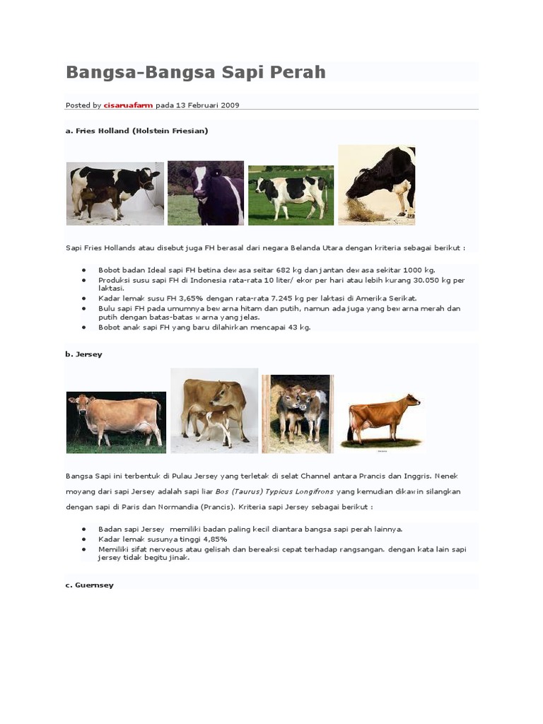 Bangsa Sapi Perah | PDF | Memasak, Makanan, & Anggur