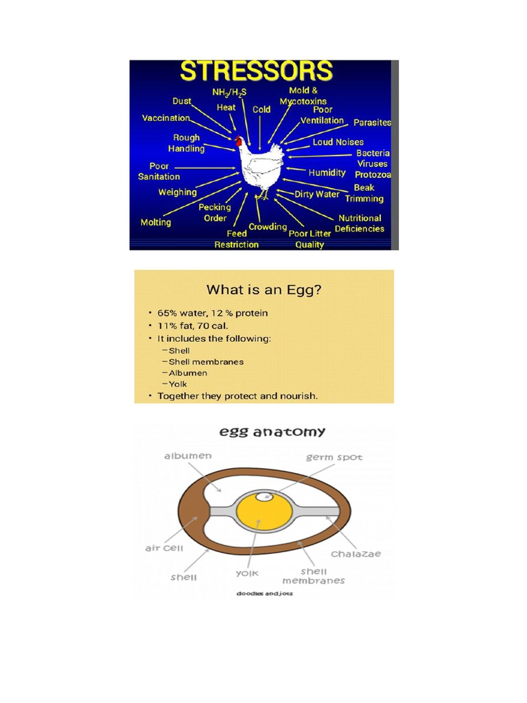 Poultry Terms | PDF | Poultry Farming | Chicken