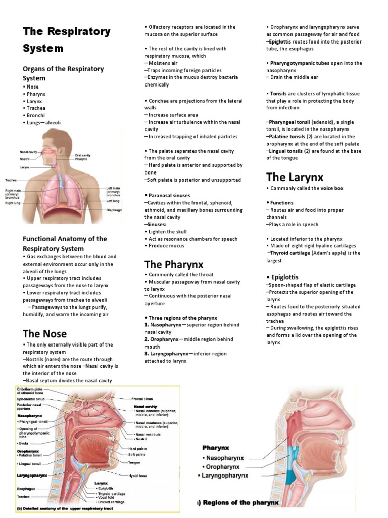 The Respiratory System Reviewer | PDF | Respiratory Tract | Lung