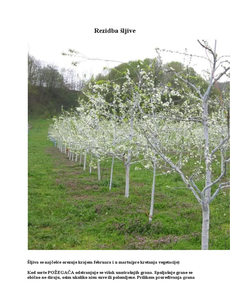 Rezidba Šljive | PDF