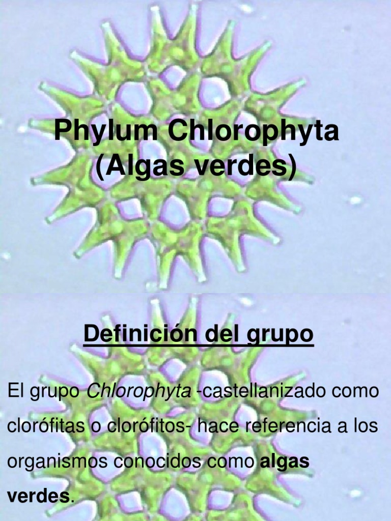 Phylum Chlorophyta (Algas verdes) | Plantas | Mitosis