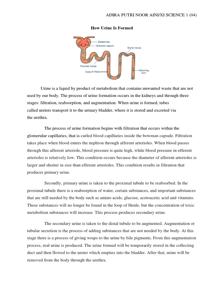 Adira Putri Xi Mipa 1 04-How Urine Is Formed | PDF | Home & Garden ...