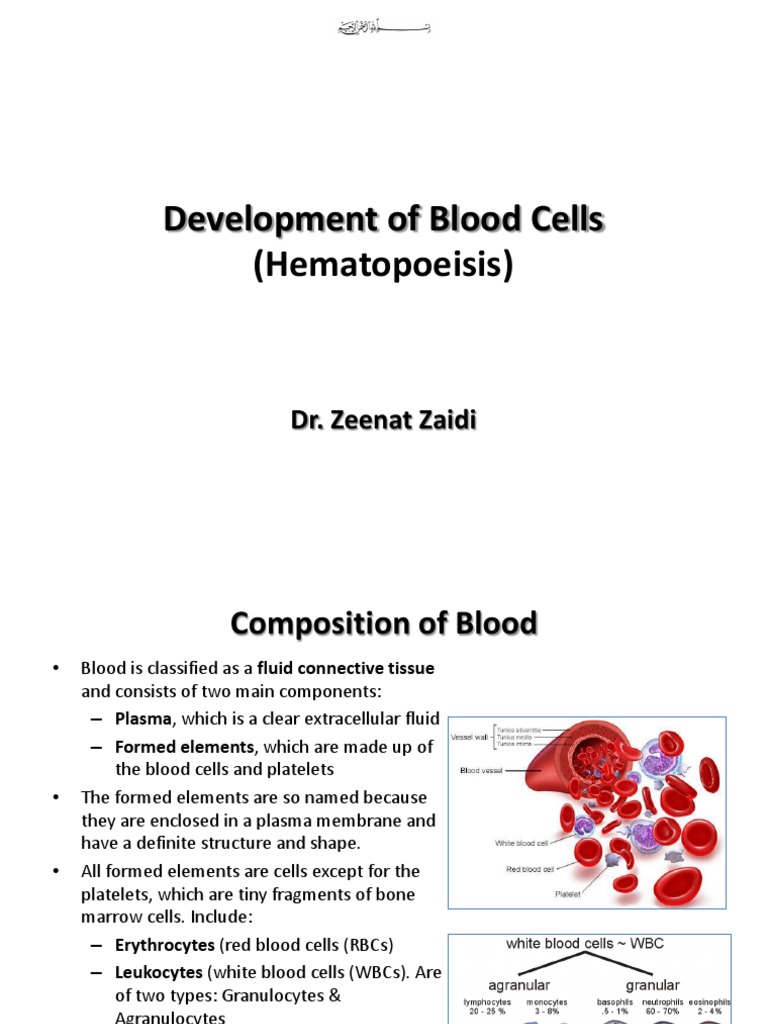Development of Blood Cells 2019 | PDF | Haematopoiesis | Blood Cell