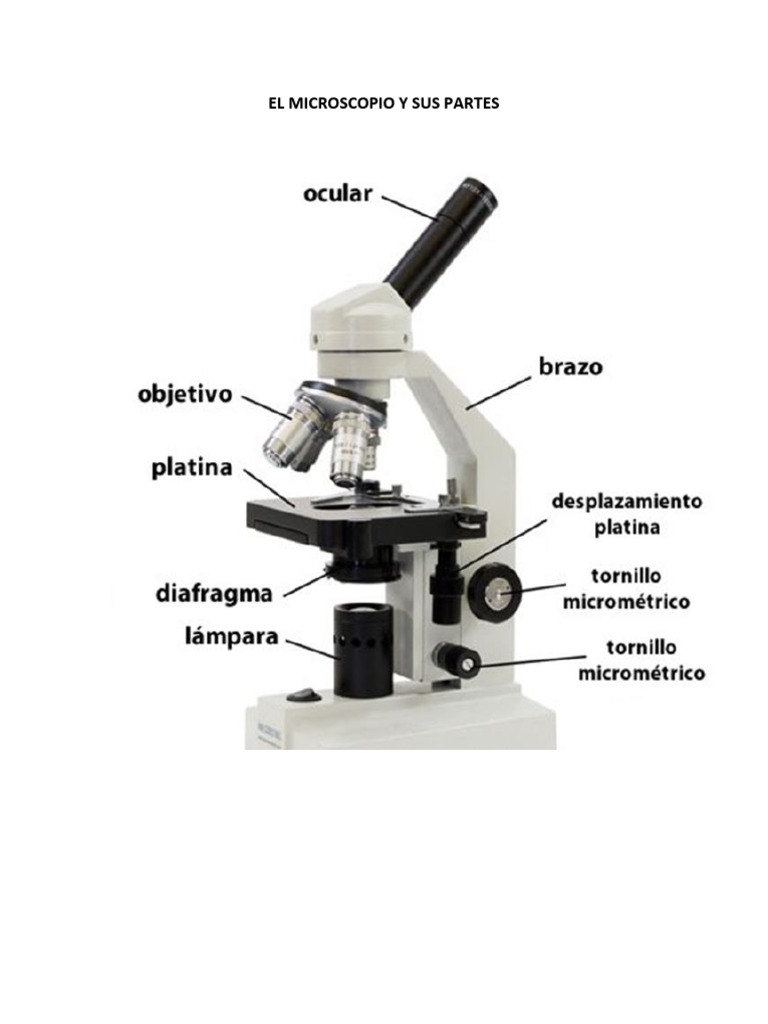 El Microscopio y Sus Partes | PDF