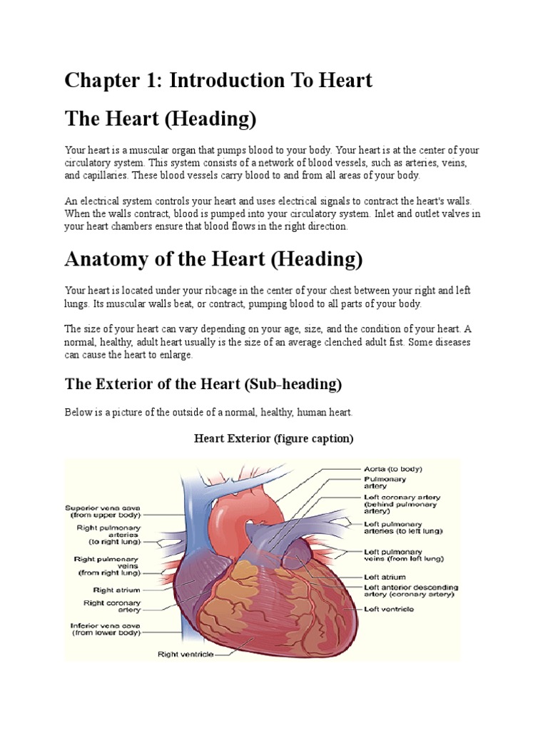 Chapter 1: Introduction To Heart The Heart (Heading) | PDF | Atrium ...