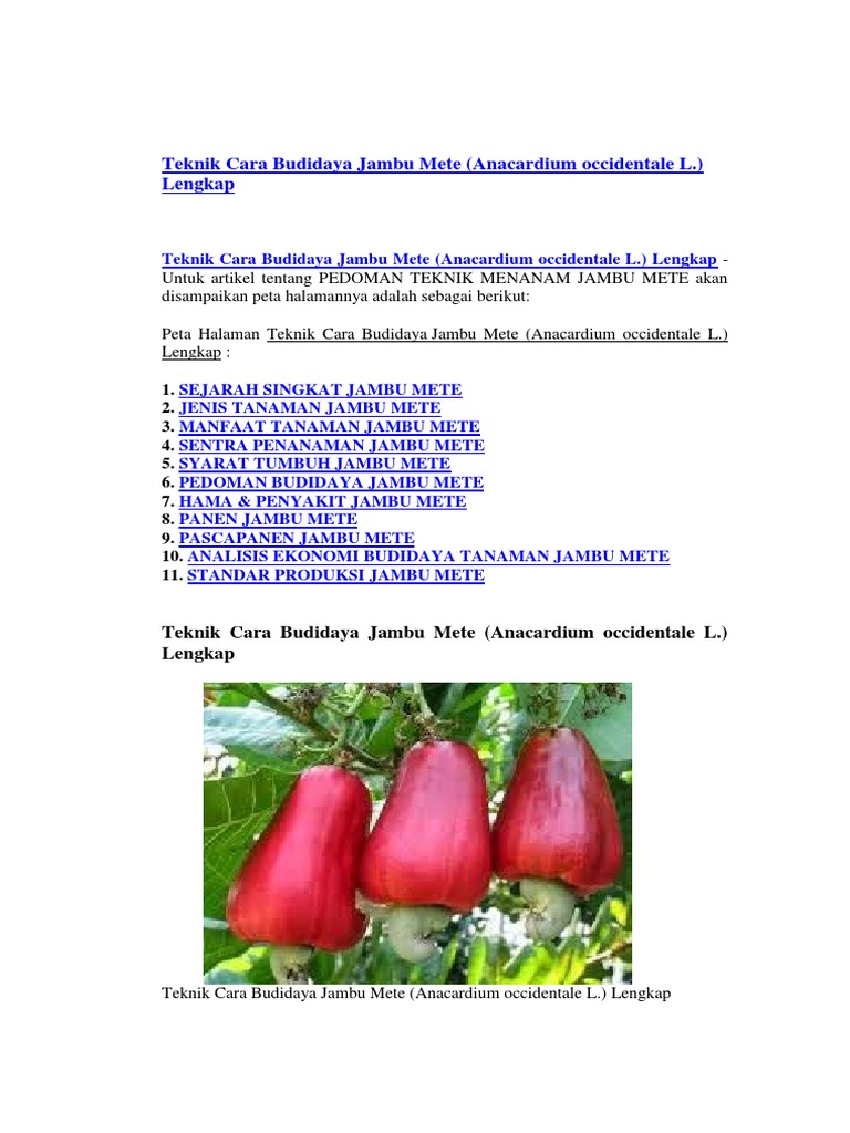 Teknik Cara Budidaya Jambu Mete | PDF | Griya & Taman