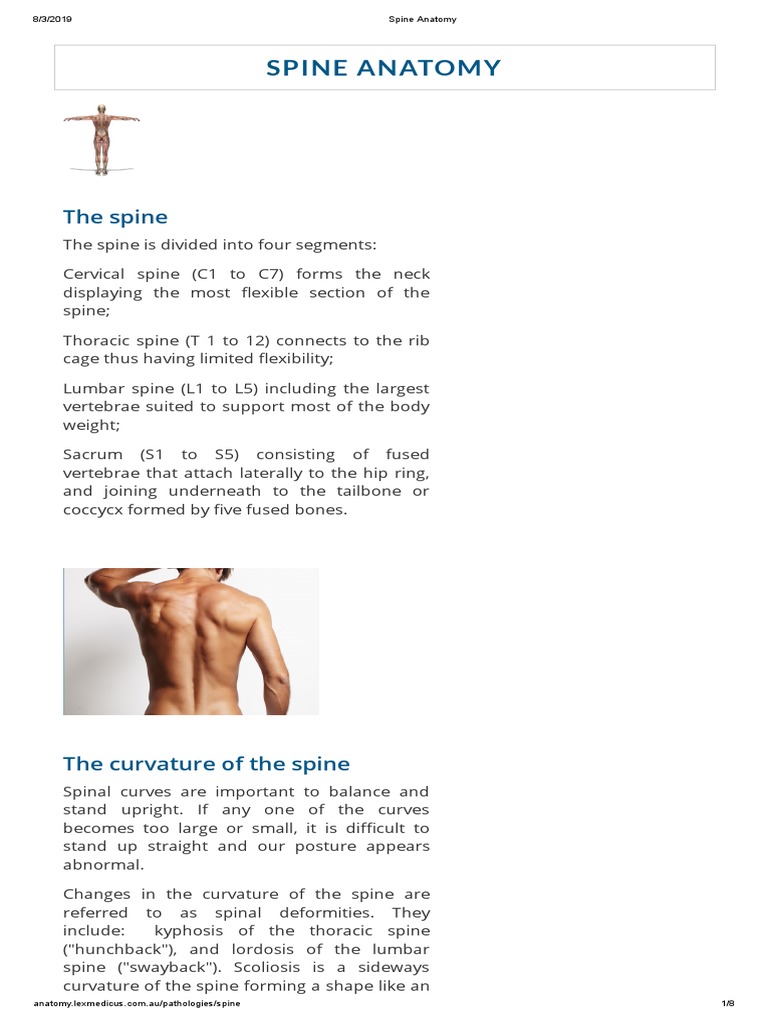 Spine Anatomy | PDF | Vertebral Column | Spinal Cord