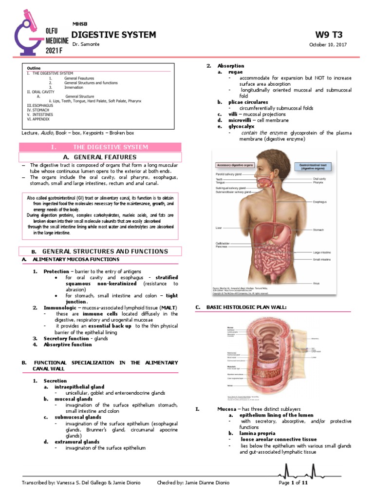 Digestive System | PDF | Human Digestive System | Stomach