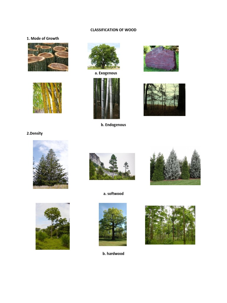 Classification of Wood 1. Mode of Growth | PDF