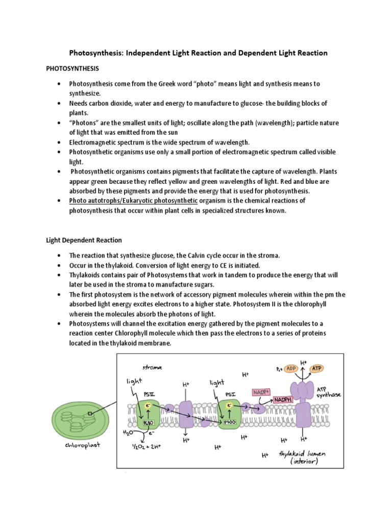 Photosynthesis, Light Dependent, and Light Independent | PDF ...