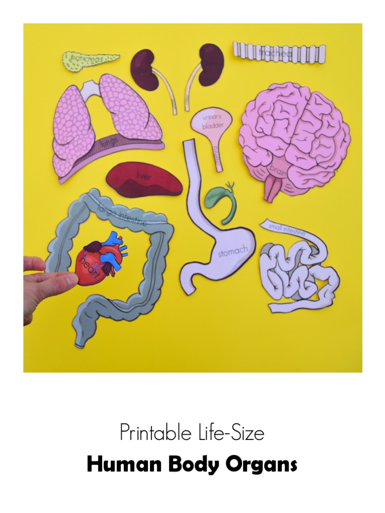 Life Size Printable Human Body Organs PDF | PDF