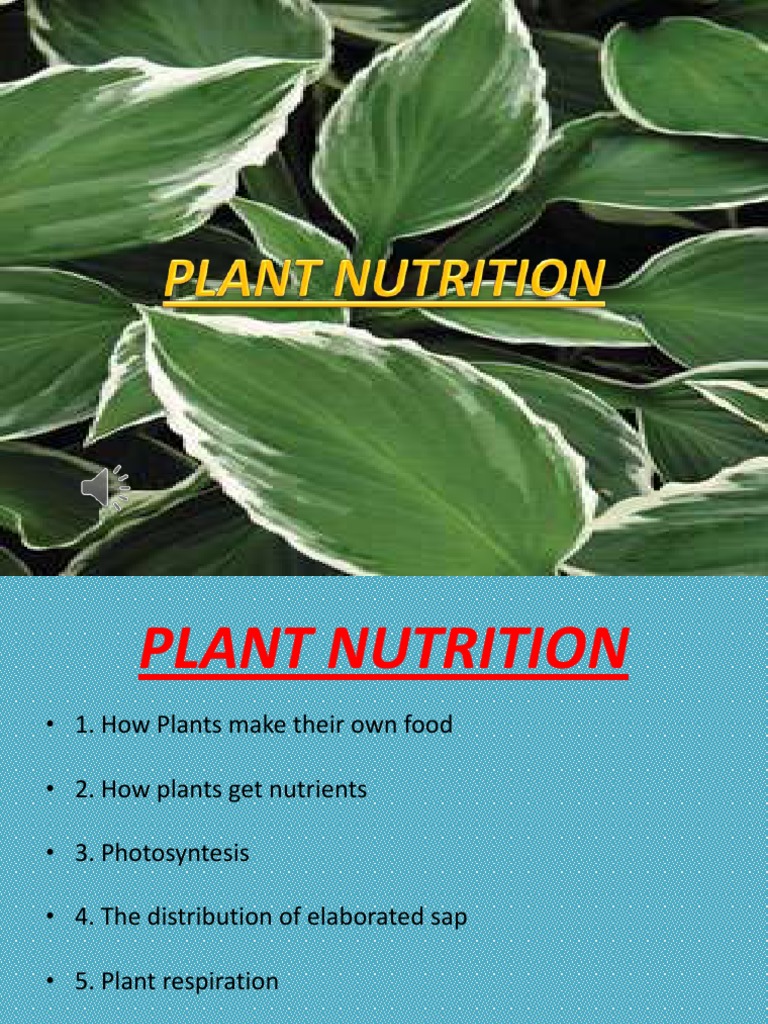 Plant Nutrition Presentation | PDF | Plants | Photosynthesis