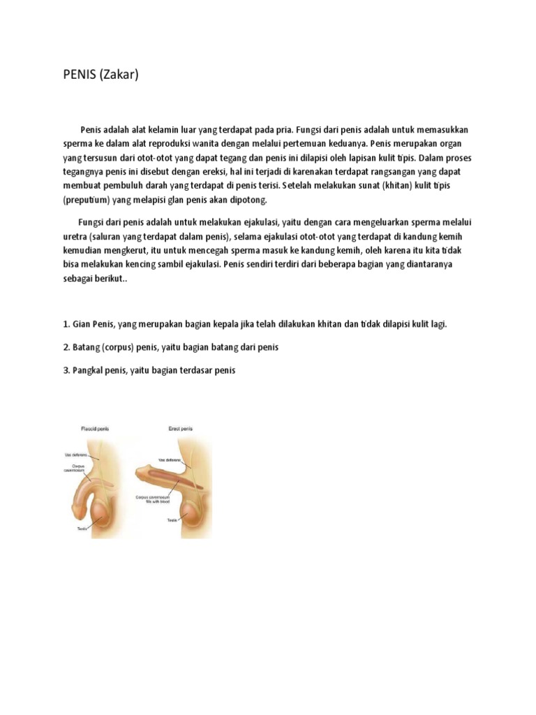 Anatomi Penis | PDF