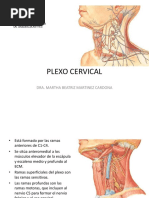 Plexo Cervical | PDF | Tórax | Nervio