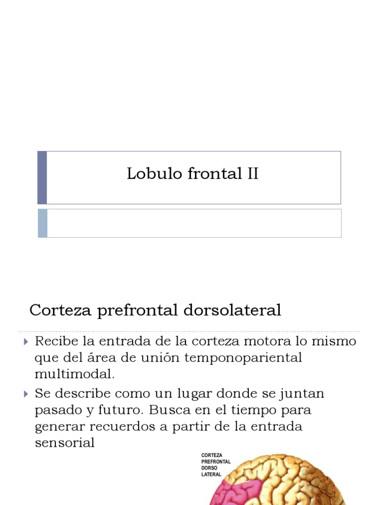 Corteza Prefrontal Dorsolateral | PDF | Lóbulo temporal | Cerebro