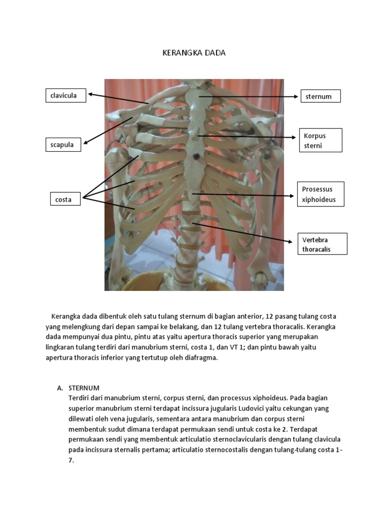 Kerangka Dada & Tulang Belakang | PDF