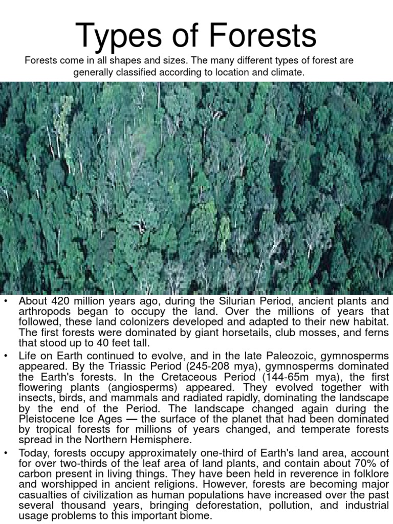 Types of Forests 1 | PDF | Forests | Temperate Climate