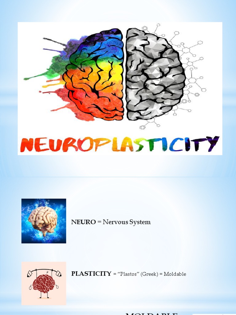Understanding Neuroplasticity | PDF | Neuroplasticity | Neuron