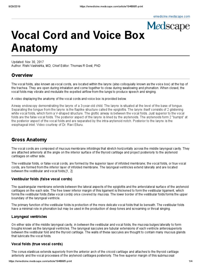 Vocal Cord and Voice Box Anatomy: Vestibular Folds (False Vocal Cords ...