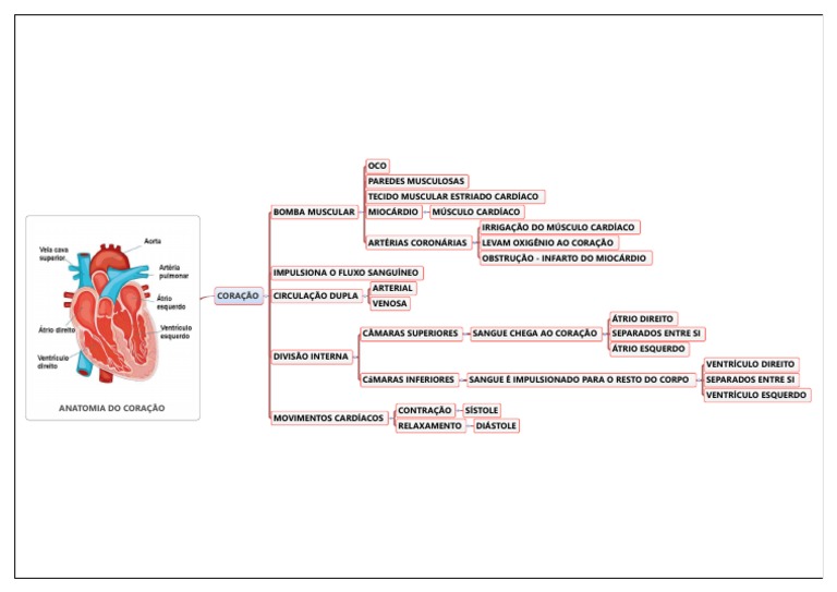 Mapa Mental - Fisiologia Cardíaca | PDF