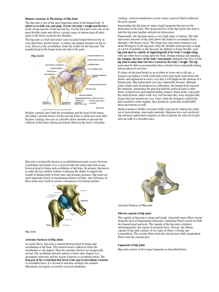Human Anatomy & Physiology of Hip Joint | PDF | Hip | Knee