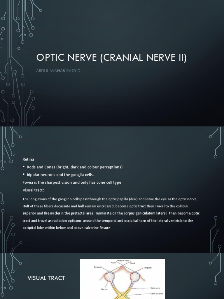 An Overview of the Optic Nerve (Cranial Nerve II) Including its Anatomy ...