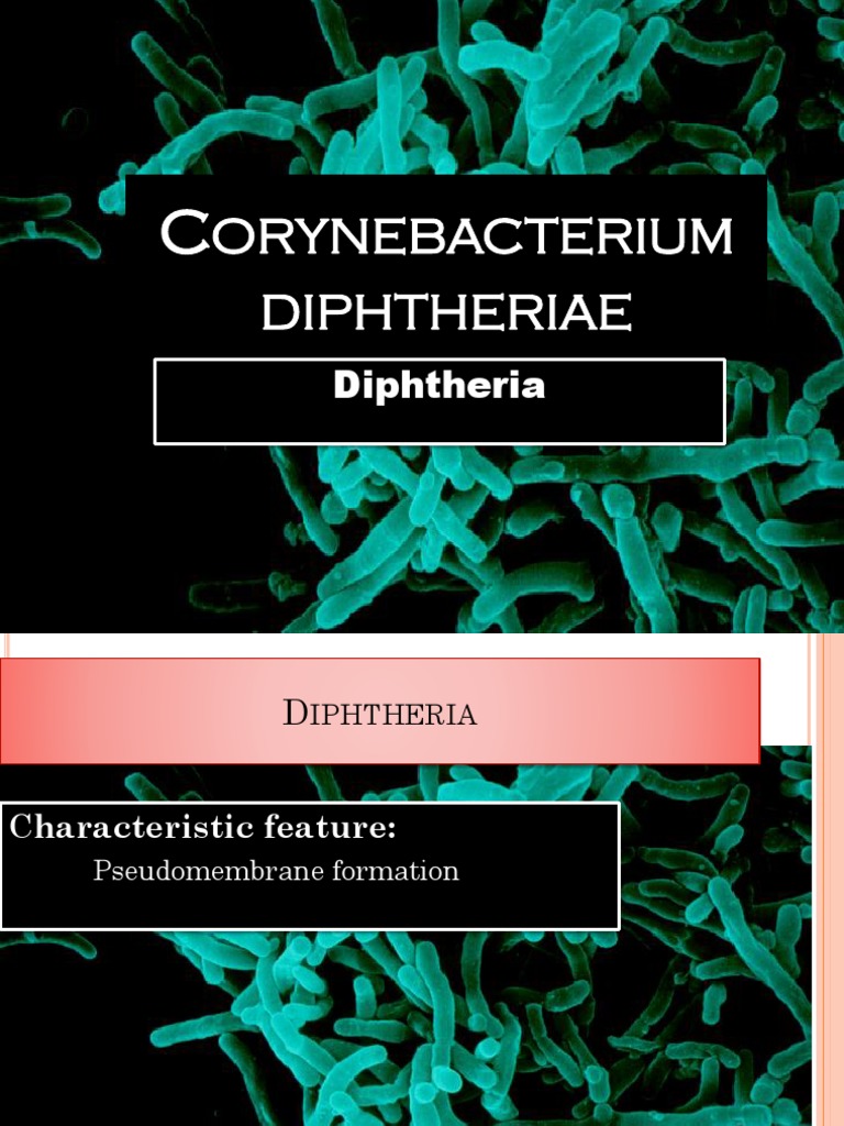 Corynebacterium Diptheriae | PDF | Microbiology | Medical Specialties