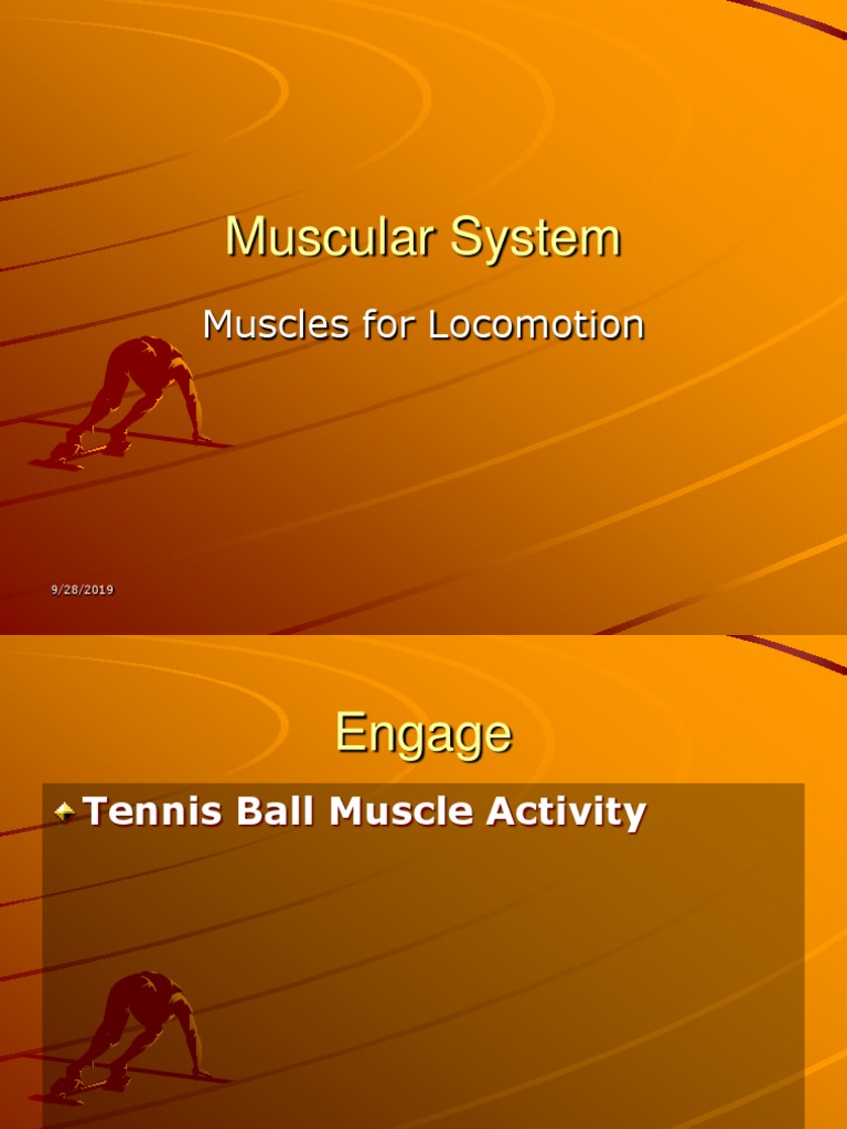 Muscular System Basics | PDF | Muscle | Skeletal Muscle