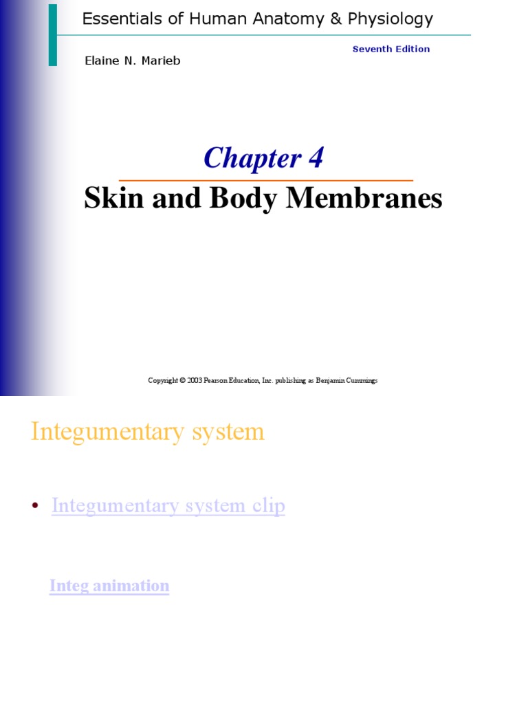 Ch4 Powerpoint Integumentary System | PDF | Skin | Integumentary System
