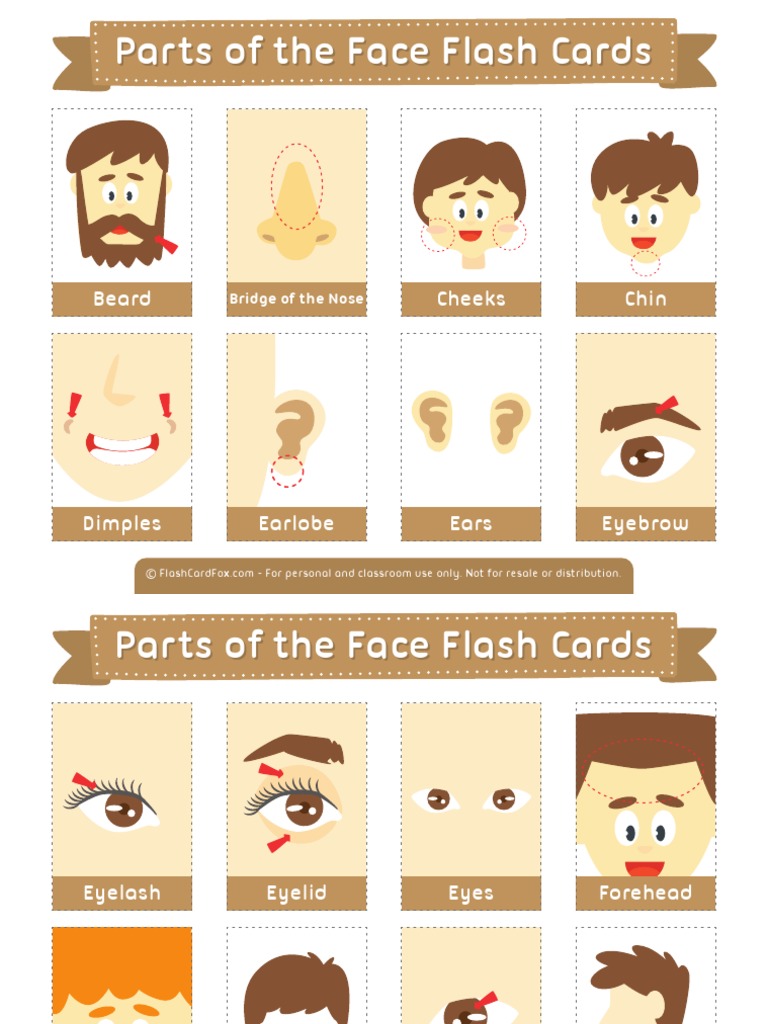 Parts of The Face Flash Cards 2x3 PDF | PDF