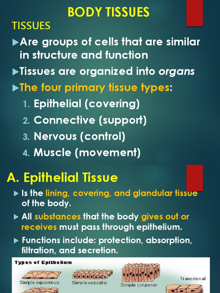 Anatomy - Tissues | PDF | Epithelium | Wound Healing