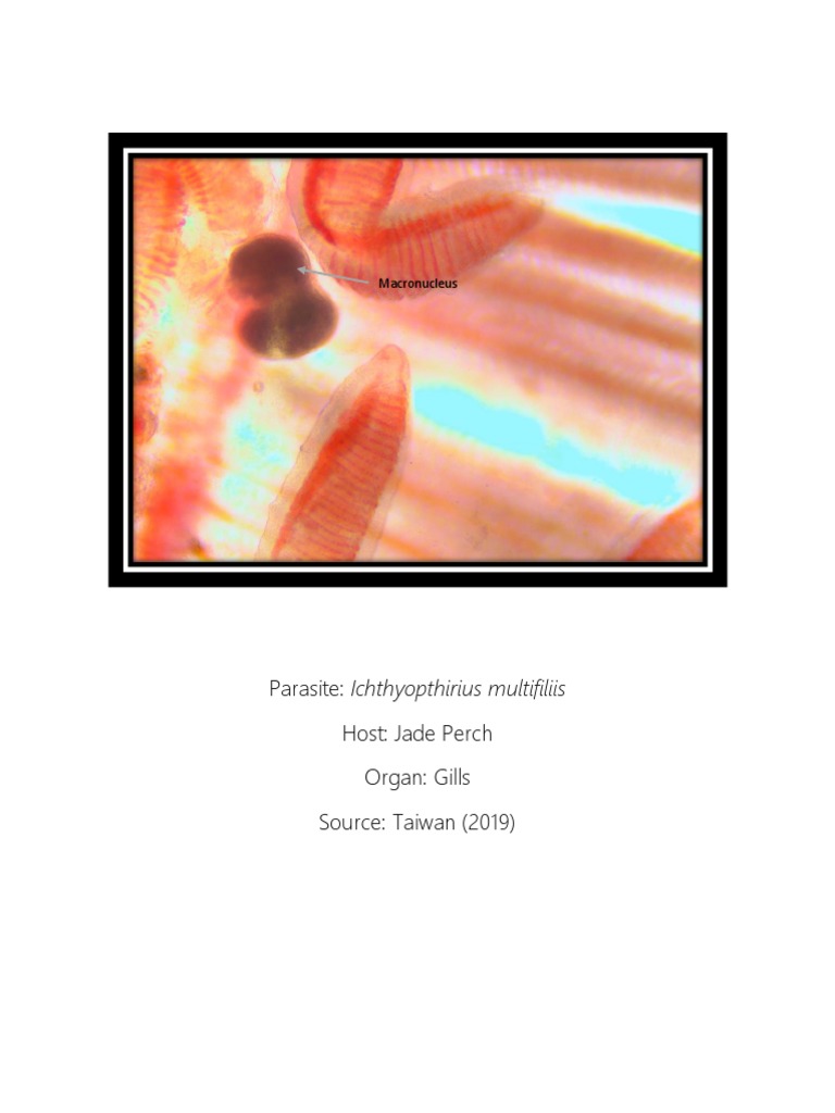 Fish Parasite Study: Jade Perch & Tilapia | PDF