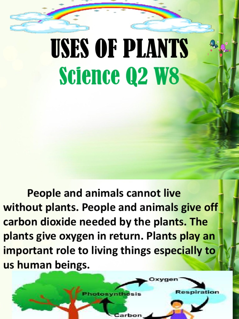 Importance and Uses of Plants for Grade 3 | PDF