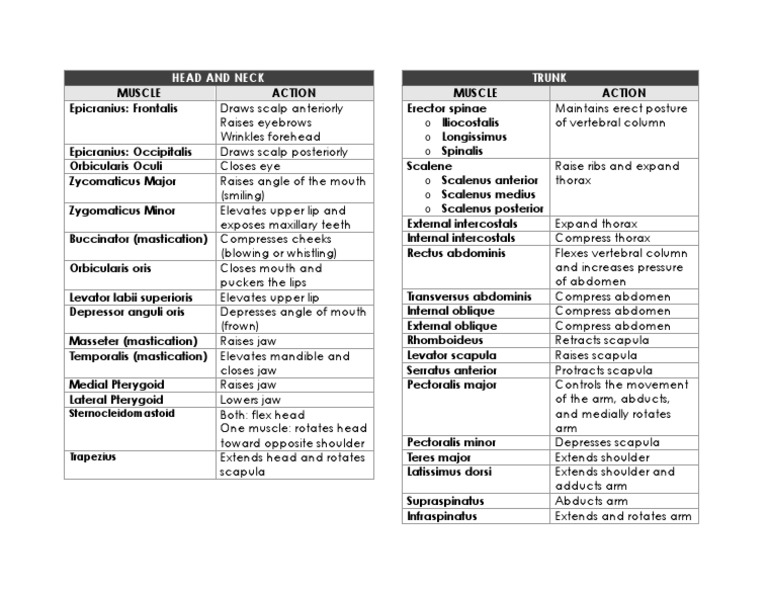 Head Neck Trunk Muscle | PDF | Abdomen | Anatomical Terms Of Motion
