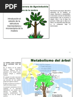 Características y usos del matapalo | PDF | Arboles | Hoja