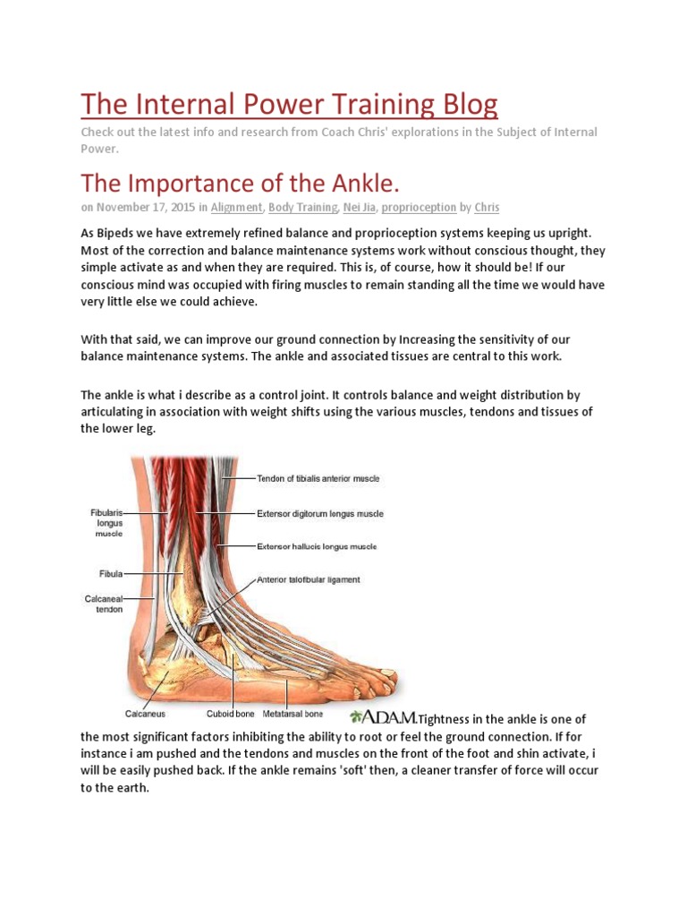 The Importance of Ankle Mobility and Sensitivity for Improved Balance ...