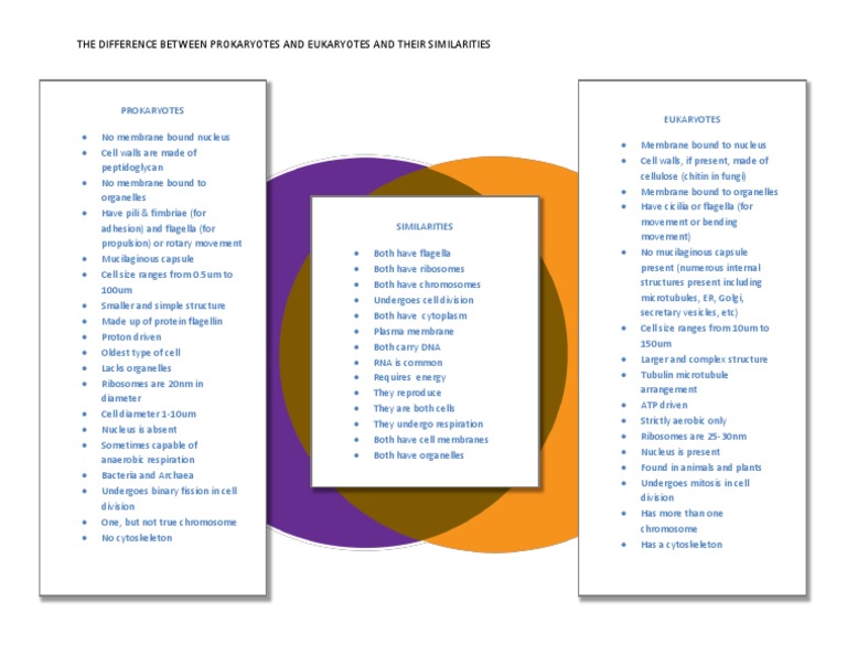 The Difference Between Prokaryotes And Eukaryotes And Their