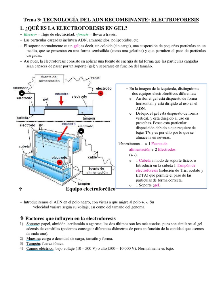 Geneticat3-4 11328 | PDF | Electroforesis | Adn