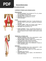 Músculos del muslo: anterior y medial | PDF | Anatomía humana | Sistema ...