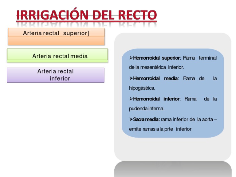 Ramas Arteriales del Recto Humano | PDF | Clásicos