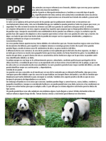 Infografia Del Panda | PDF | Panda gigante | Osos