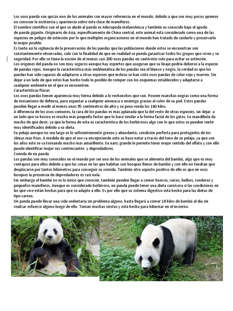 Los Osos Pandas | PDF | Panda gigante | Osos