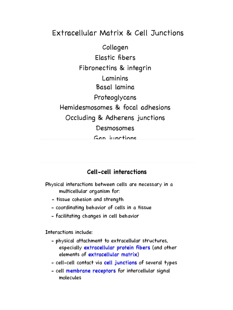Extracell Matrix | PDF | Extracellular Matrix | Cell Adhesion