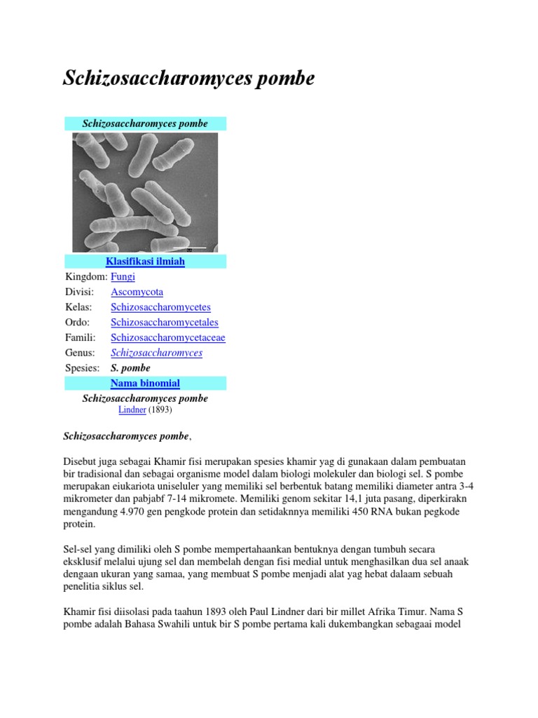 Khamir Fisi: Schizosaccharomyces pombe | PDF | Griya & Taman
