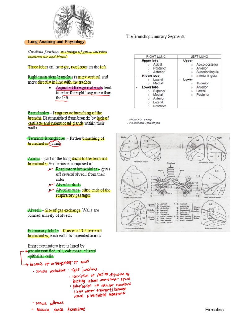 Lung Anatomy and Gas Exchange Functions | PDF | Respiratory Tract | Lung
