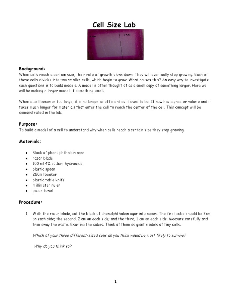 Cell Size Lab Agar | PDF | Surface Area | Volume
